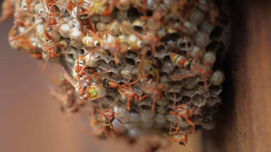 What is a Red Wasp? And How to Get Rid of Them Effectively?