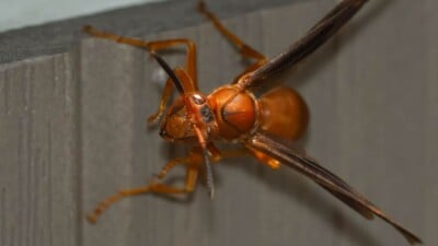 What is a Red Wasp? And How to Get Rid of Them Effectively?
