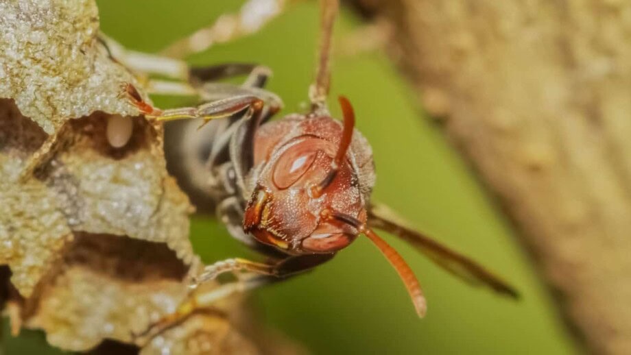 What is a Red Wasp? And How to Get Rid of Them Effectively?