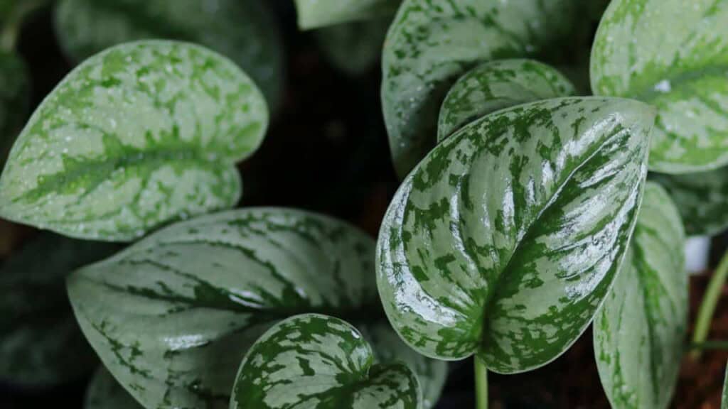 How to Grow and Care for Satin Pothos (Scindapsus pictus)