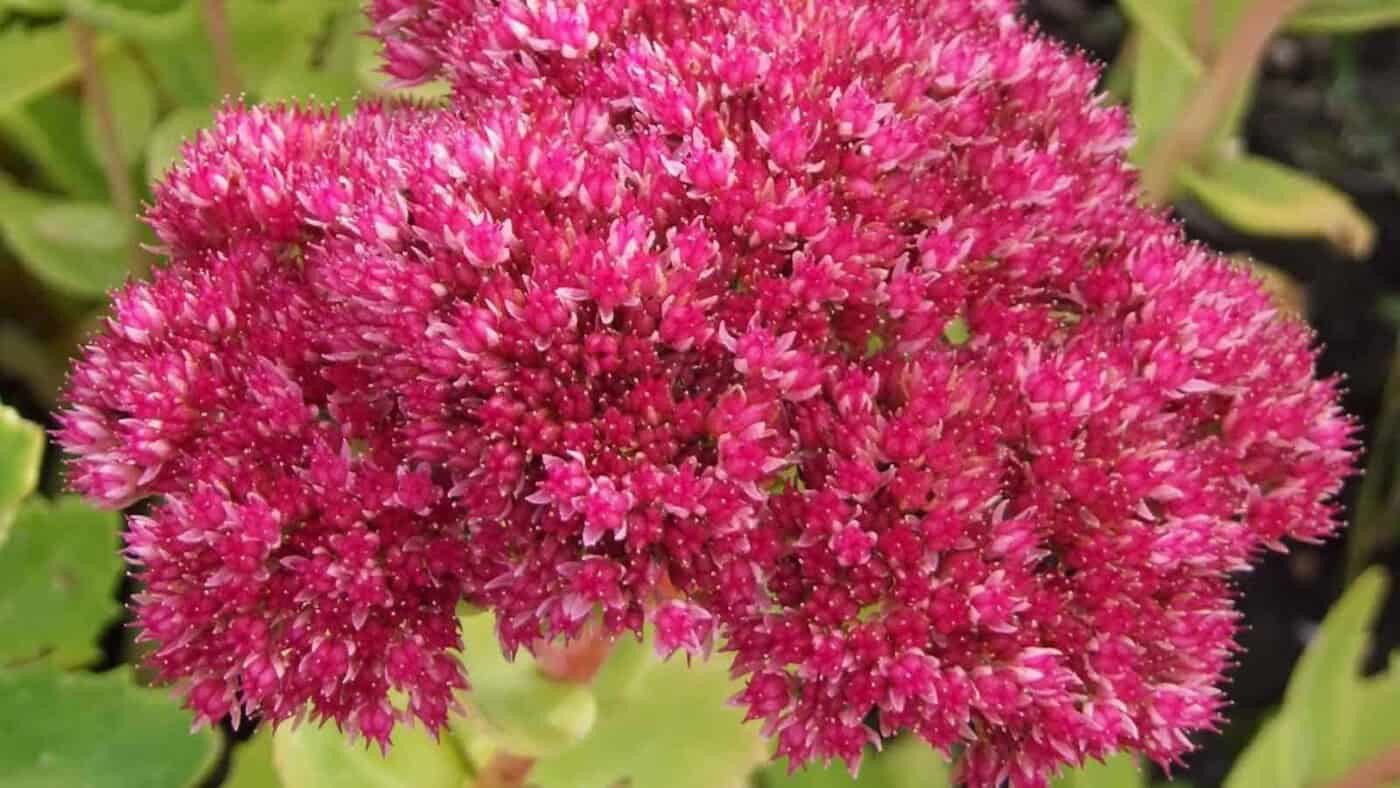How to Plant, Grow, and Care for Stonecrop (Sedum)