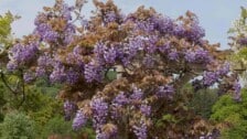 How to Plant, Grow, and Care for a Wisteria Tree Properly
