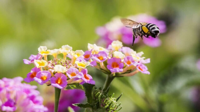 How to Identify 15 Most Common Types of Bees (With Pictures)