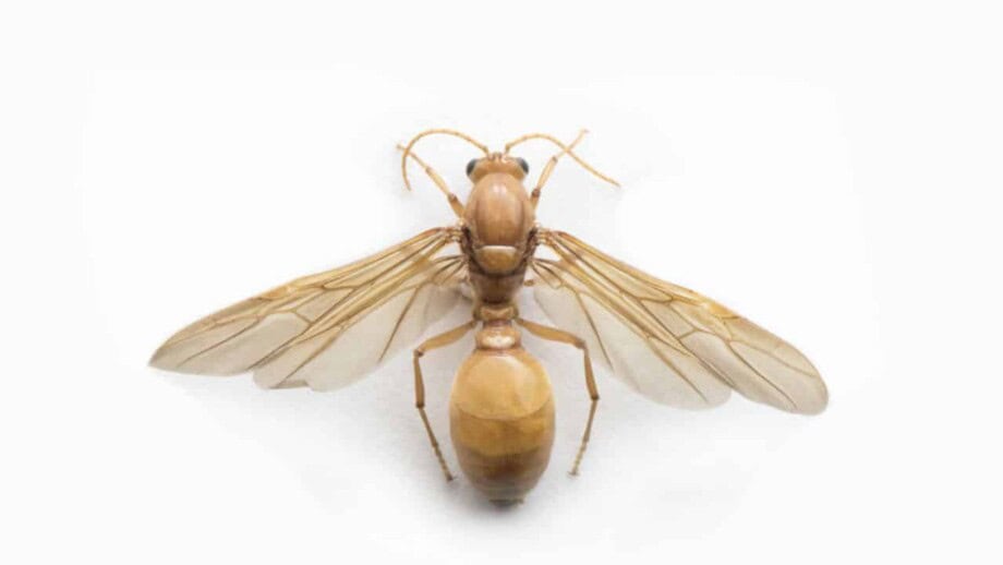 Flying Ants: Complete Guide to Prevent and Get Rid of Them