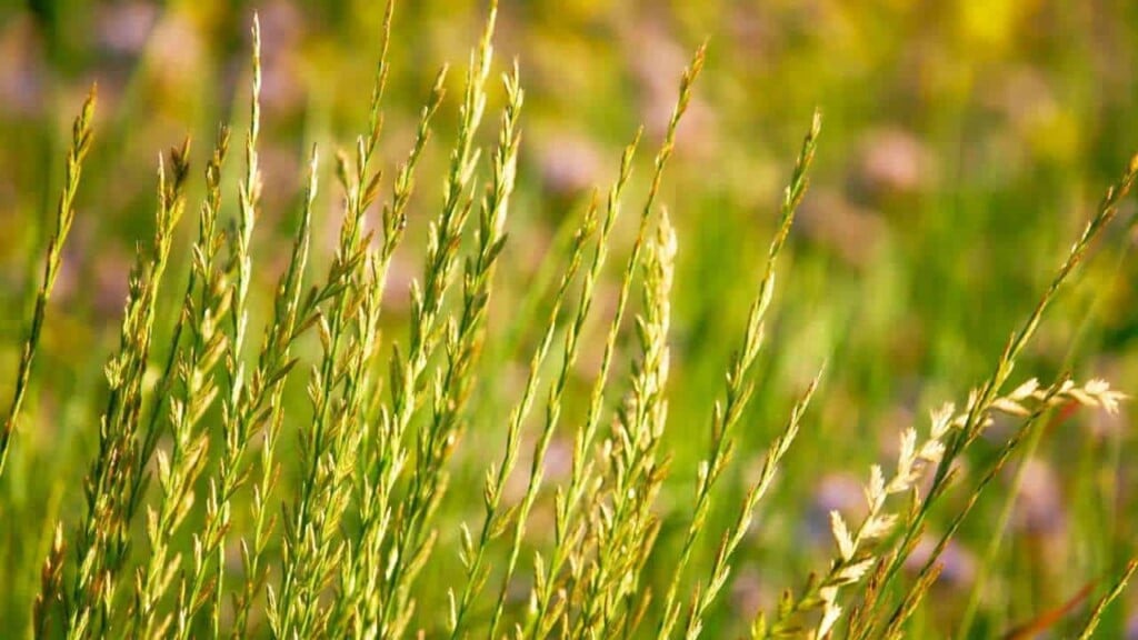 Complete Guide to Planting and Caring for Perennial Ryegrass