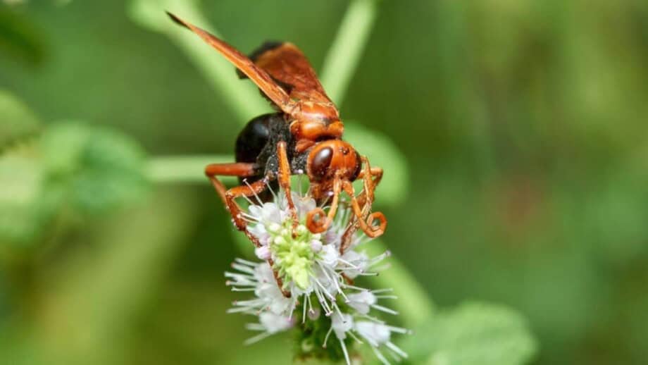 Wasp Nest: Signs, Identification, and How to Get Rid of Them