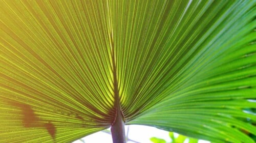 How to Plant, Grow, and Care for Windmill Palm Easily