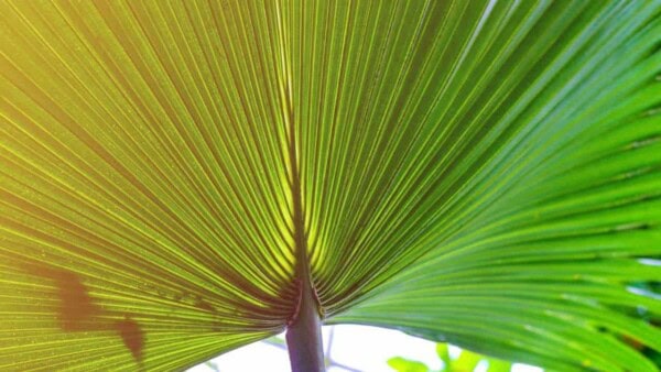 How to Plant, Grow, and Care for Windmill Palm Easily