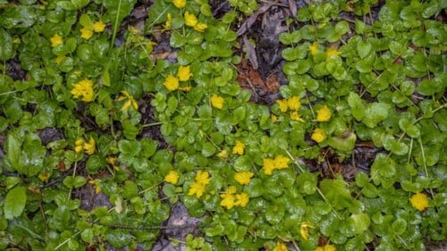 How to Plant, Grow, and Care for Creeping Jenny Easily