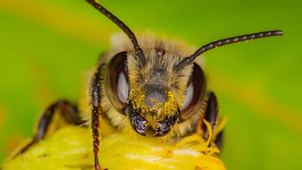 How to Identify 15 Most Common Types of Bees (With Pictures)