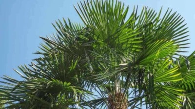 How to Plant, Grow, and Care for Windmill Palm Easily