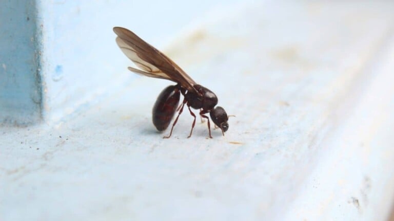 Flying Ants: Complete Guide to Prevent and Get Rid of Them Flying Ants: Complete Guide to Prevent and Get Rid of Them