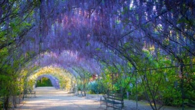 How to Plant, Grow, and Care for a Wisteria Tree Properly
