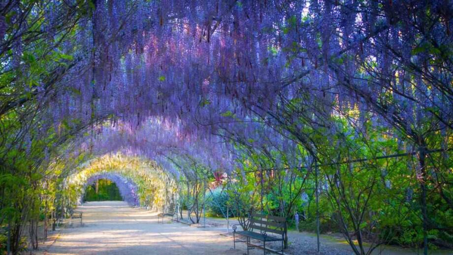 How to Plant, Grow, and Care for a Wisteria Tree Properly