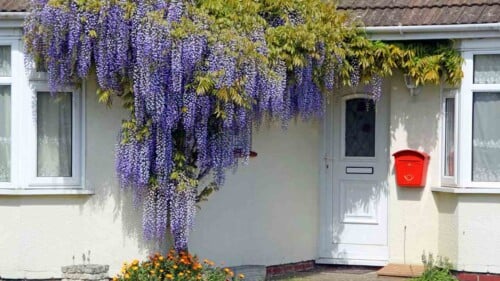 How to Plant, Grow, and Care for a Wisteria Tree Properly