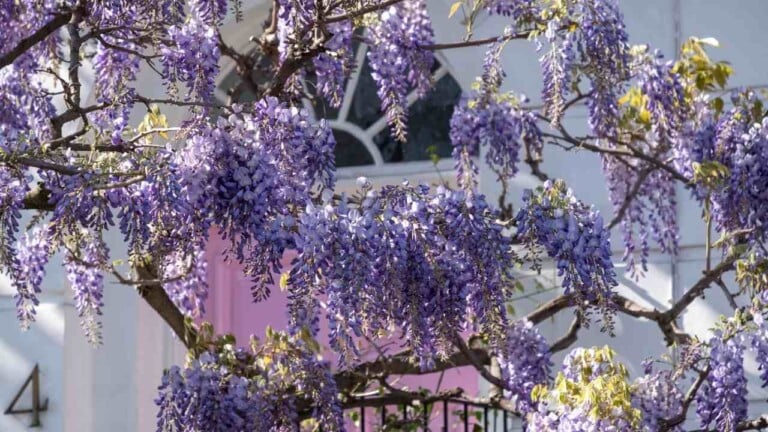 How to Plant, Grow, and Care for a Wisteria Tree Properly