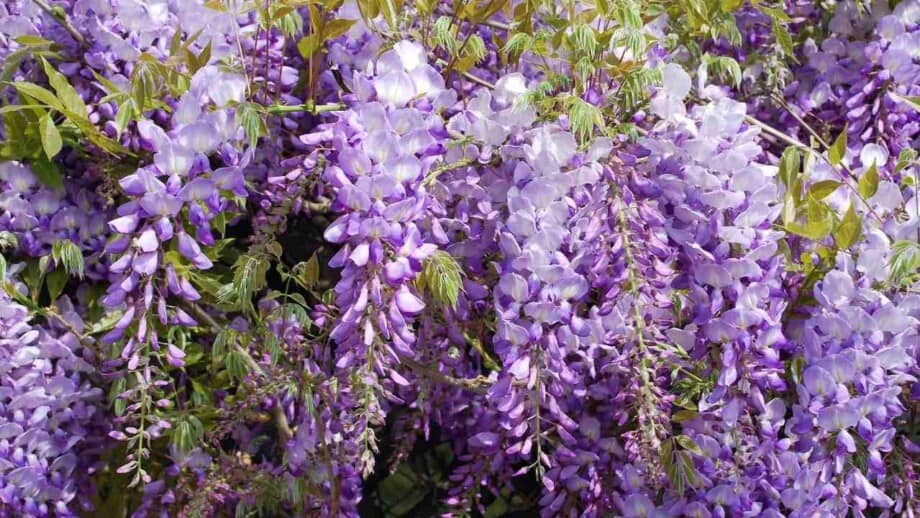 How to Plant, Grow, and Care for a Wisteria Tree Properly