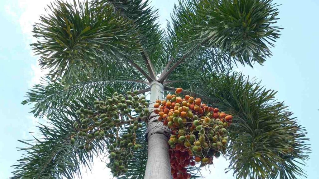 How to Plant and Grow Foxtail Palm (Complete Guide)