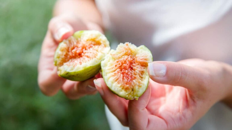 Fig Wasp: Are There Dead Wasps in My Figs? (Complete Guide)