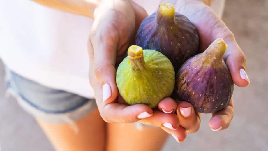 Fig Wasp: Are There Dead Wasps in My Figs? (Complete Guide)