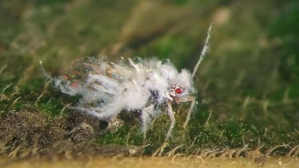 How to Identify and Control Woolly Aphids (Complete Guide)