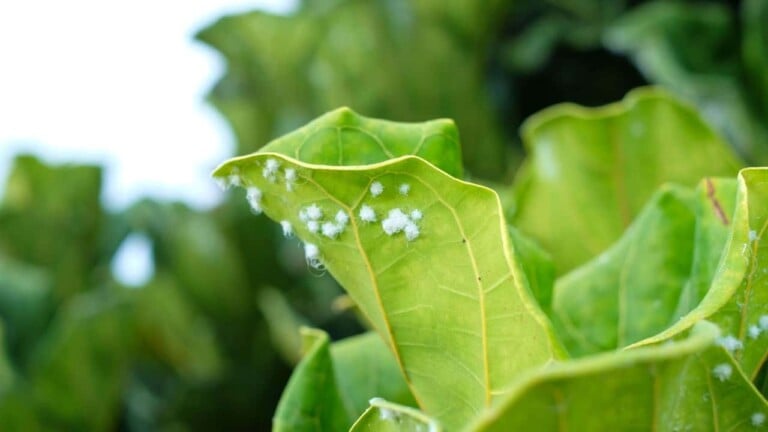 How to Identify and Control Woolly Aphids (Complete Guide)