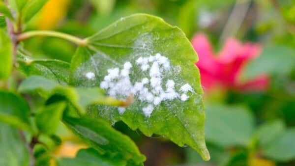How to Identify and Control Woolly Aphids (Complete Guide)