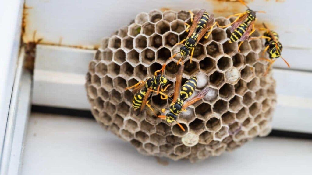 Wasp Nest: Signs, Identification, and How to Get Rid of Them