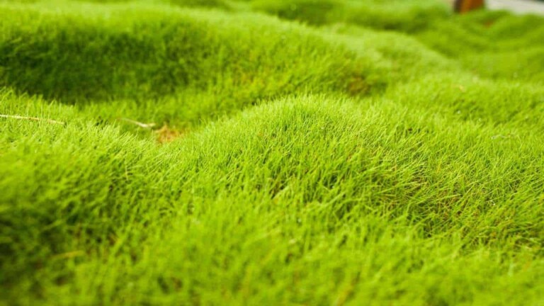 How to Grow and Care for Zoysia Grass Lawns Easily