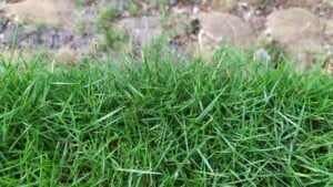 How to Grow and Care for Zoysia Grass Lawns Easily