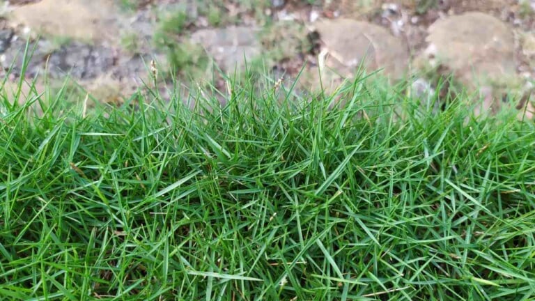 How to Grow and Care for Zoysia Grass Lawns Easily