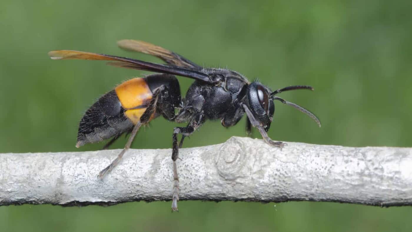 Tarantula Hawk: How to Identify and Get Rid of Them