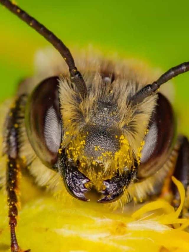 How to Identify 15 Most Common Types of Bees (With Pictures) - Planet ...