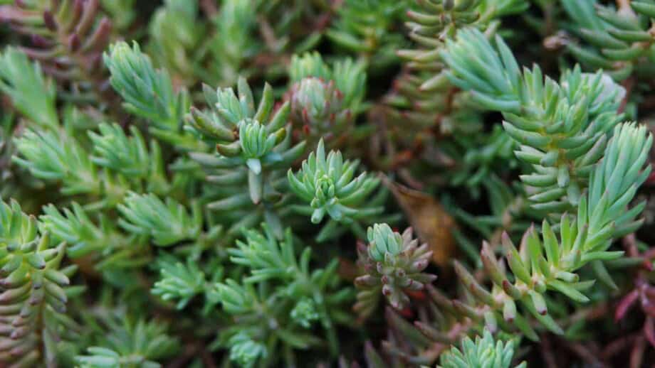 How to Plant, Grow, and Care for Stonecrop (Sedum)