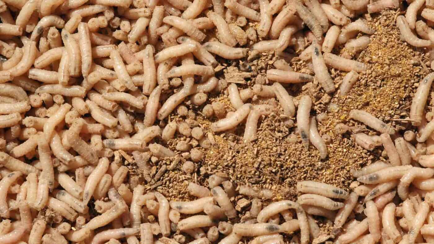 How to Get Rid of Maggots Effectively (Indoors and Outdoors)