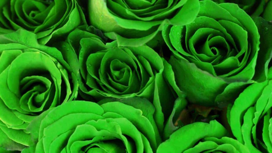 The Rose Whisperer! A Guide to the Meanings of Rose Colors