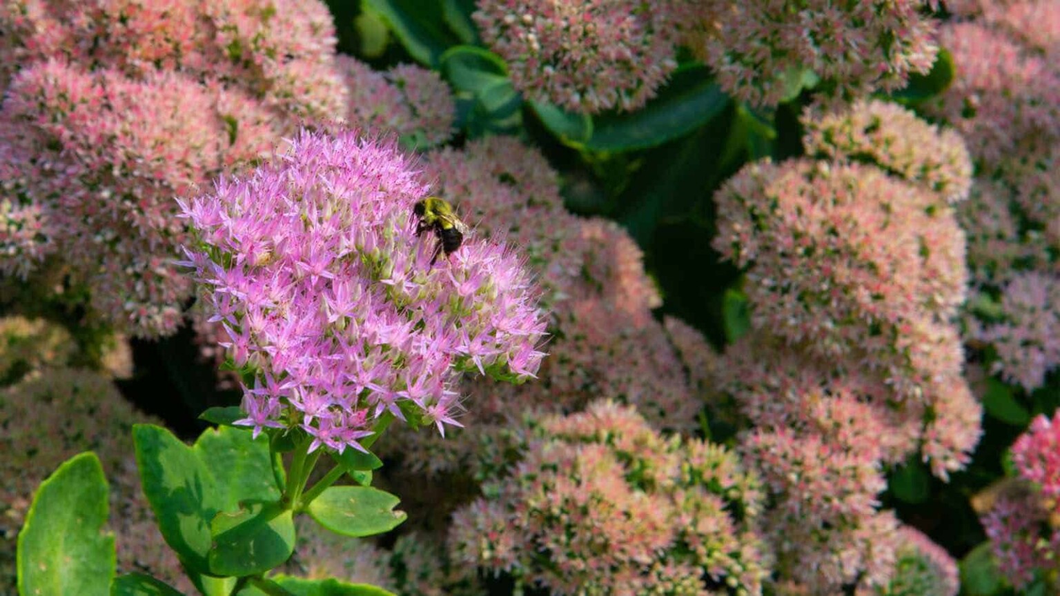 How to Plant, Grow, and Care for Stonecrop (Sedum)