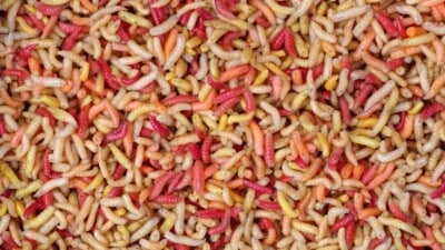 How to Get Rid of Maggots Effectively (Indoors and Outdoors)