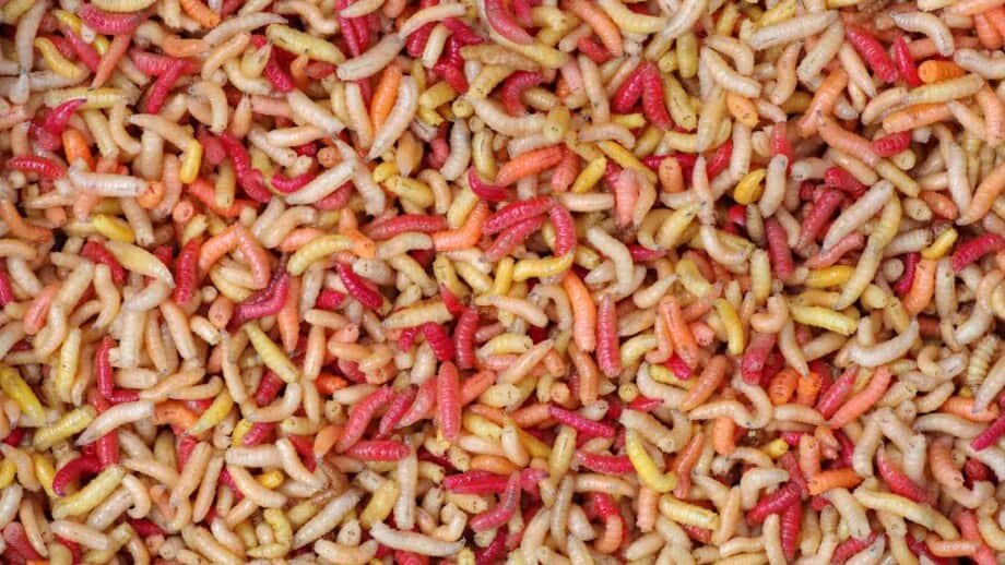 How to Get Rid of Maggots Effectively (Indoors and Outdoors)