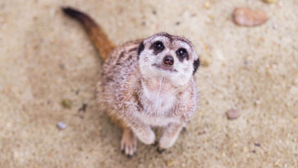 12 of the Cutest Animals in the World, According to the Internet