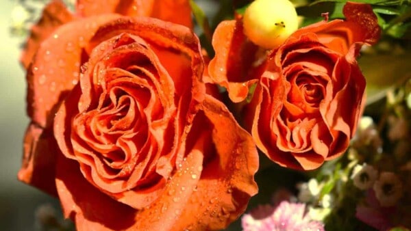 The Rose Whisperer! A Guide to the Meanings of Rose Colors