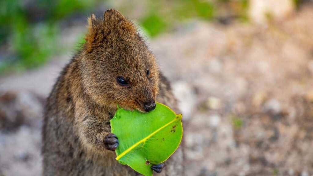 12 of the Cutest Animals in the World, According to the Internet
