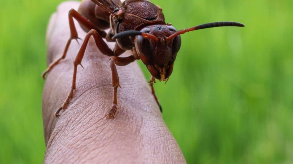 Hornet vs Wasp: How to Identify and Tell the Difference