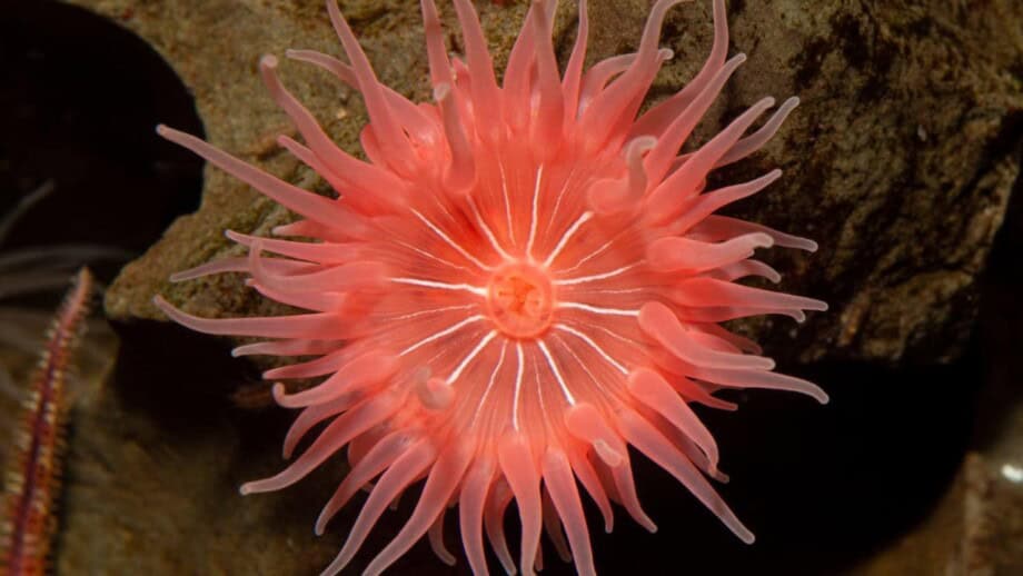 These 12 Animals Are So Slow, They're Practically Standing Still!