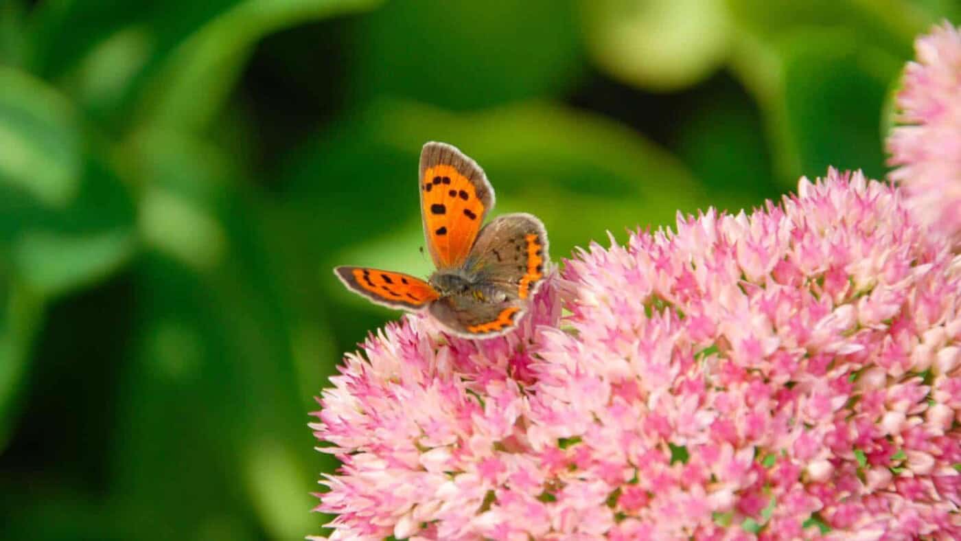 How to Plant, Grow, and Care for Stonecrop (Sedum)