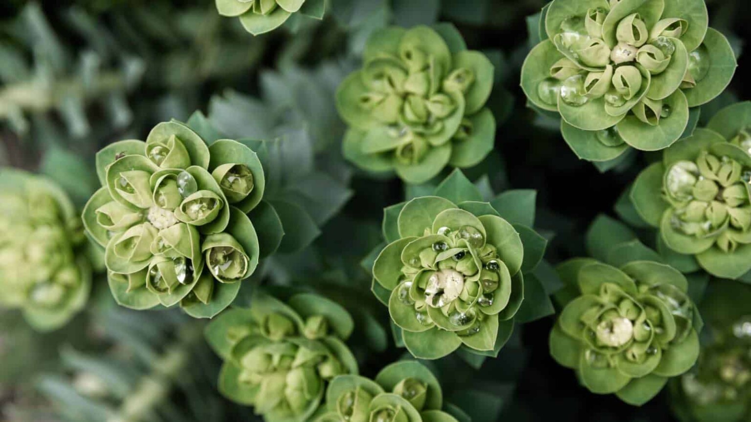How to Plant, Grow, and Care for Stonecrop (Sedum)