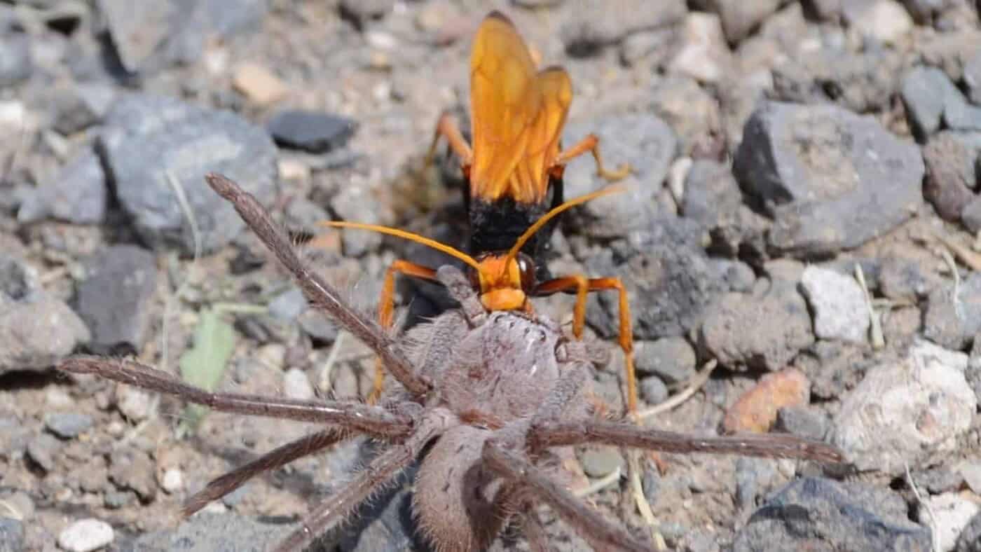 Tarantula Hawk: How to Identify and Get Rid of Them