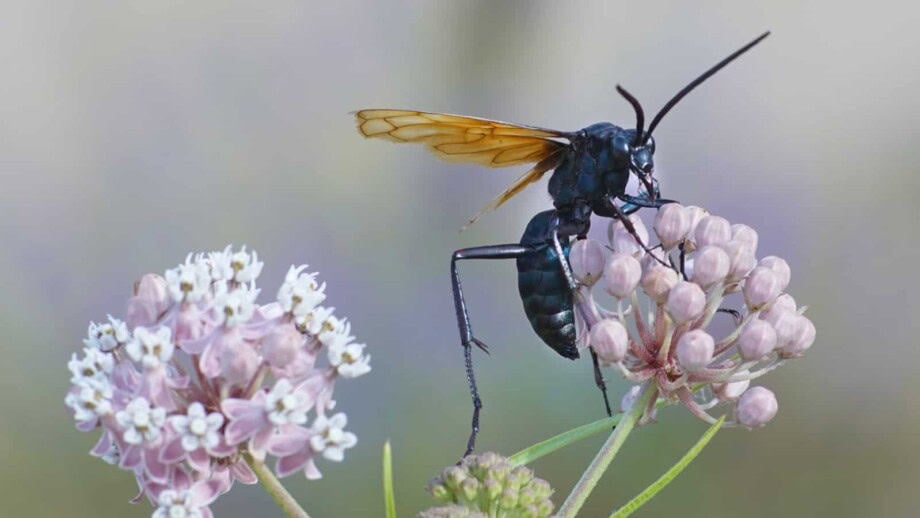 Tarantula Hawk: How to Identify and Get Rid of Them