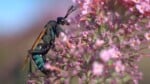 Tarantula Hawk: How to Identify and Get Rid of Them