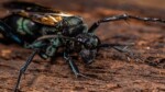 Tarantula Hawk: How to Identify and Get Rid of Them